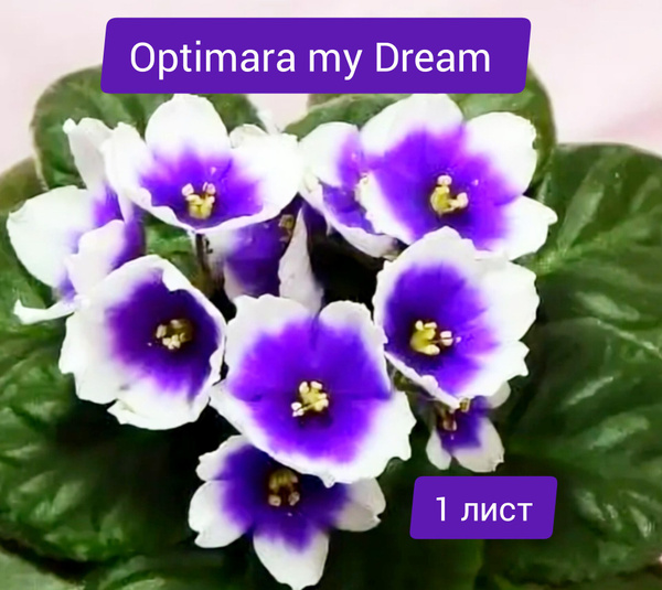 Фиалка, цвет Optimara my Dream, 1 шт купить на OZON по низкой цене ...