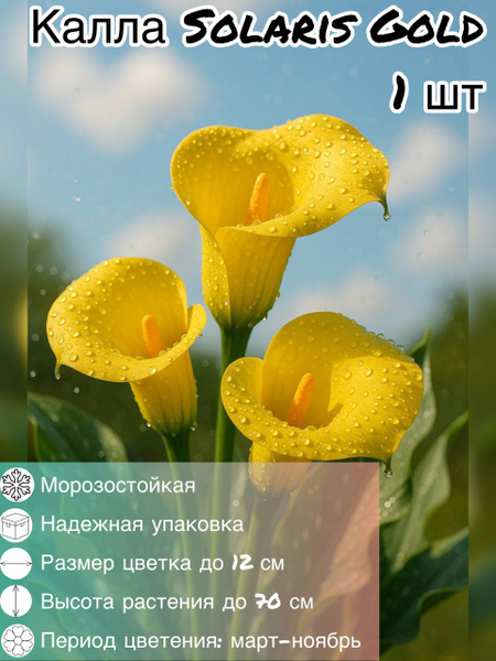 Каллы луковицы цветов многолетники Solaris Gold купить на OZON по ...
