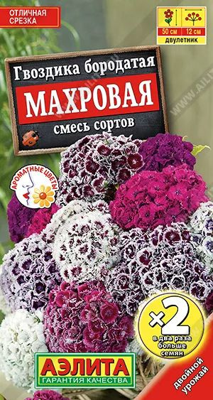 Гвоздика турецкая, Гвоздики двулетние Аэлита 1_Гвоздика турецкая ...