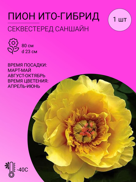 Пионы Ито гибрид Пион 1 шт - купить по выгодным ценам в интернет ...