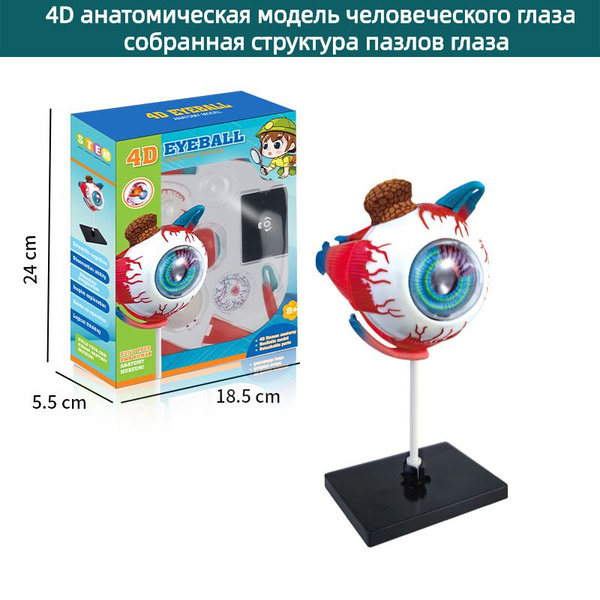 4D анатомическая модель человеческого глаза собранная структура пазлов ...