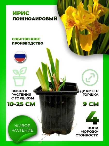Ирис болотный , Саженец Р9 - купить с доставкой по выгодным ценам в ...