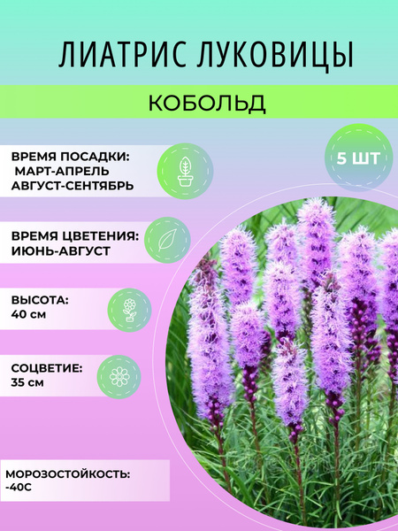 Лиатрис лиатрис - купить по выгодным ценам в интернет-магазине OZON ...