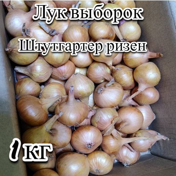 Лук севок, Лук Выборка - купить по выгодным ценам в интернет-магазине ...