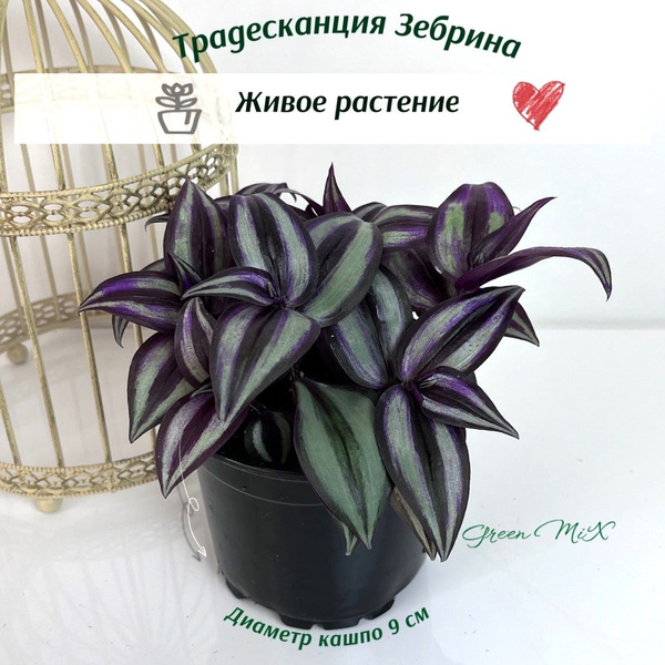 Традесканция TRADESCANTIA ZEBRINA d 9, 9 дм, 1 шт - купить по выгодной ...