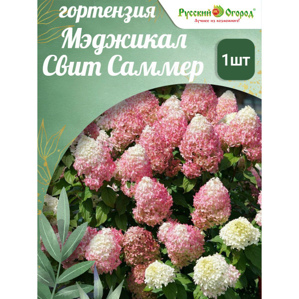 Гортензия метельчатая Мэджикал Свит Саммер - купить с доставкой по ...