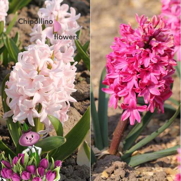 Луковицы Гиацинт Chipollino flowers купить по выгодной цене в интернет ...