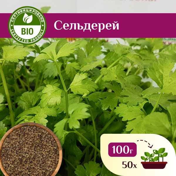 Сельдерей семена для проращивания микрозелени и зелени, Ильинские ...
