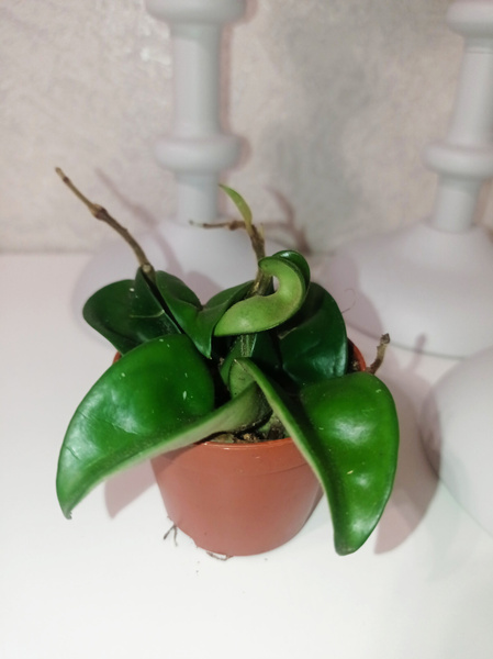 Характеристики Хойя Карноза Компакта Грин (Hoya Carnosa Compacta Green) подробное описание ...