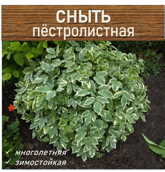 Сныть обыкновенная пестролистная декоративная, саженец 1 шт. - купить с ...