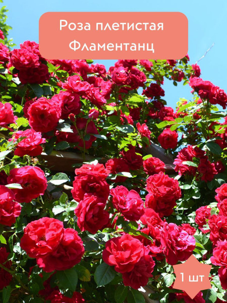 Роза плетистая Фламентанц саженец купить на OZON по низкой цене ...