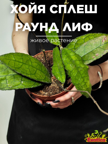 Хойя Крассиопетиолата Сплеш Раунд Лиф (Hoya Сrassipetiolata Splash ...