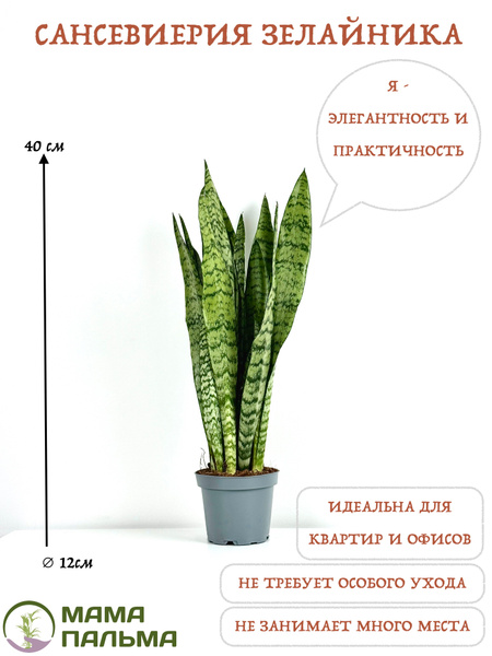Сансевиерия Зейланика в горшке D12 купить на OZON по низкой цене (2136551319)