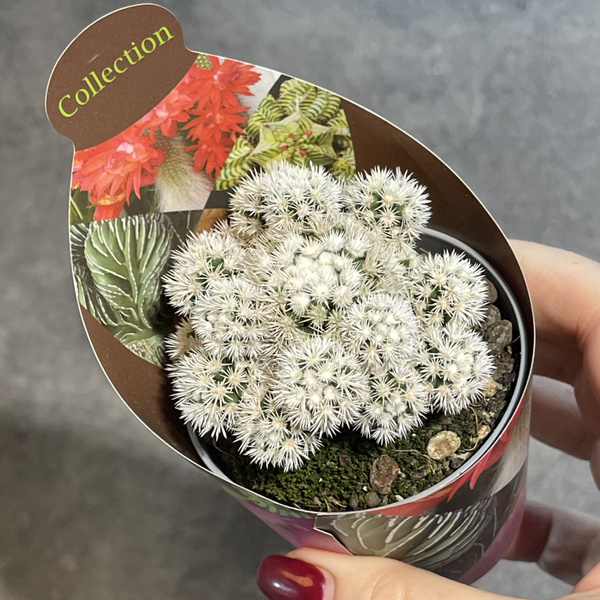 Маммиллярия, Кактус белый, 7 дм, 1 шт - купить по выгодной цене в ...