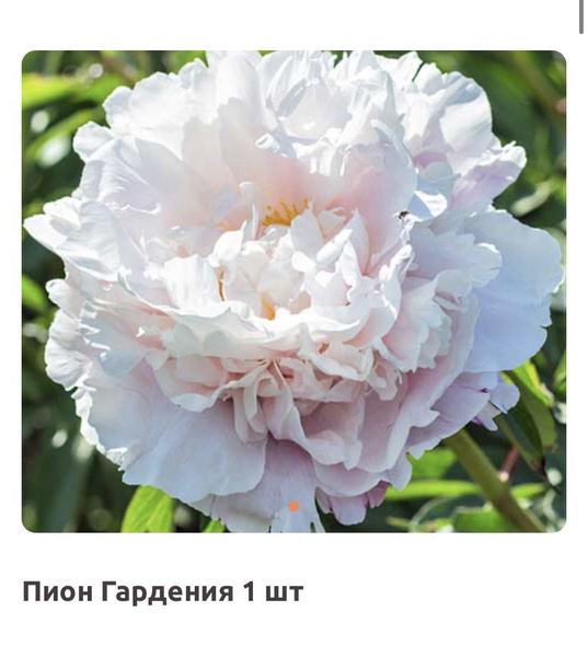 Пион Гардения - купить с доставкой по выгодным ценам в интернет ...