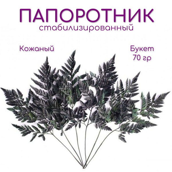 Папоротник "кожаный" стабилизированный Verdissimo сухоцветы для декора ...