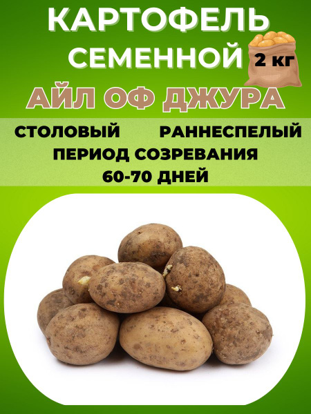 Картофель Magic Garden Картофель семенной ,клубни на посадку - купить ...