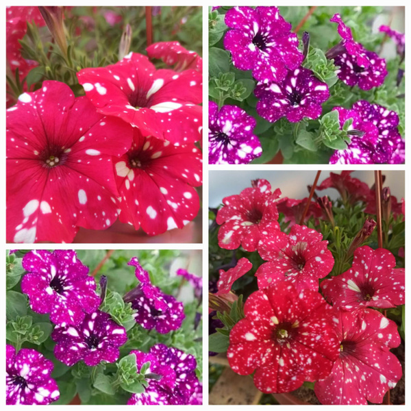 Петунии OKDOM семена_красный_фиолетовый - купить по выгодным ценам в ...