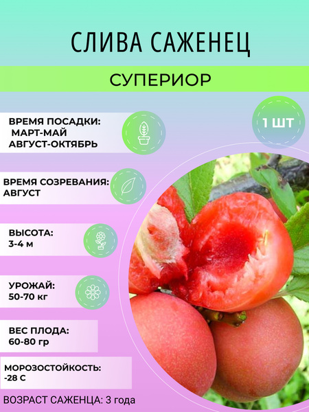 Слива слива - купить по выгодным ценам в интернет-магазине OZON ...