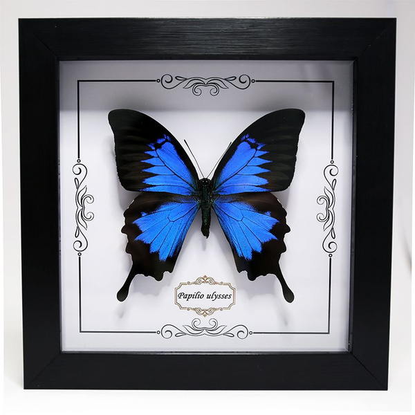 Украшение настенное интерьерное Бабочка Papilio Ulysses в рамке самец купить по доступным