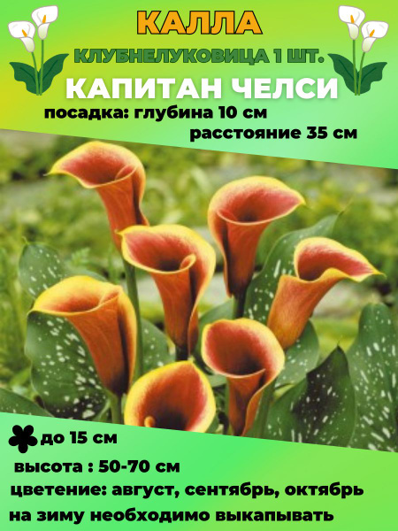 Клубни Калла Magic Garden купить по выгодной цене в интернет-магазине ...