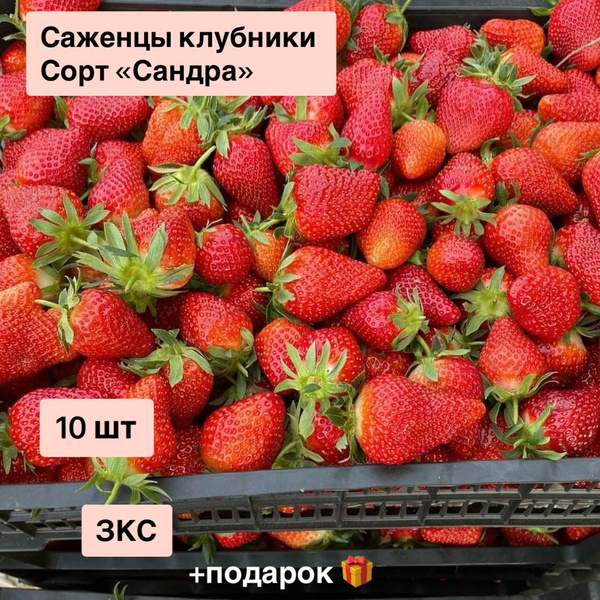 Саженцы клубники Сандра - купить с доставкой по выгодным ценам в ...