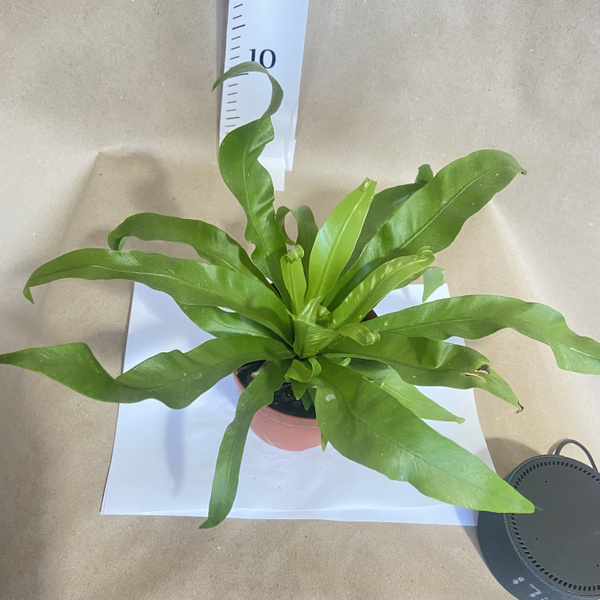 Асплениум, 12 дм - купить по выгодной цене в интернет-магазине OZON ...