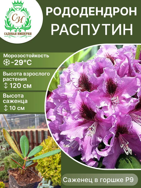 Рододендрон Распутин купить на OZON по низкой цене (1651759940)