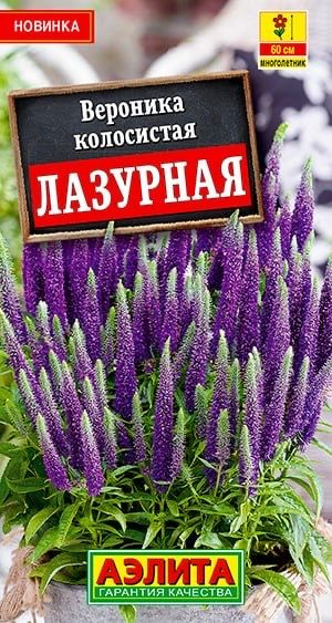 Вероника, Вероники Аэлита Многолетние Мир семян - купить по выгодным ...
