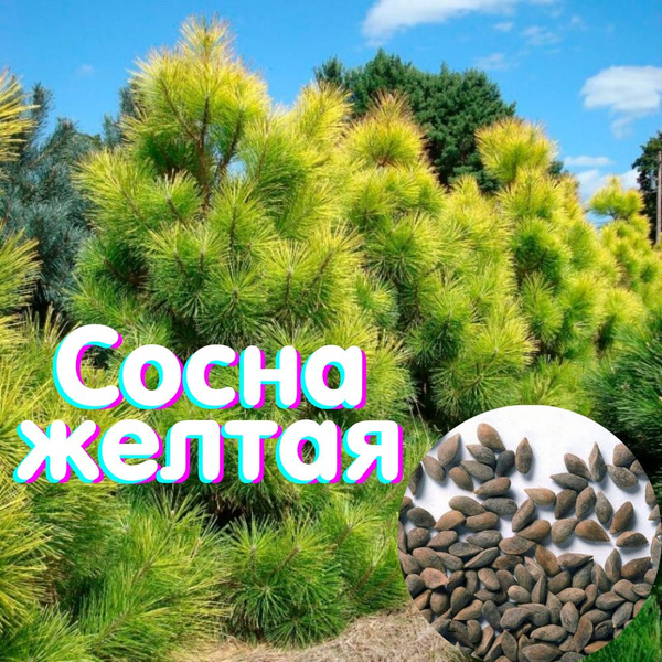 Сосна Сосна желтая - купить по выгодным ценам в интернет-магазине OZON ...