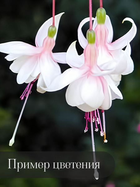 Фуксия Harry grey, ампельное растение купить на OZON по низкой цене ...