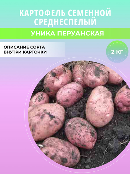 Клубни Картофель купить по выгодной цене в интернет-магазине OZON ...