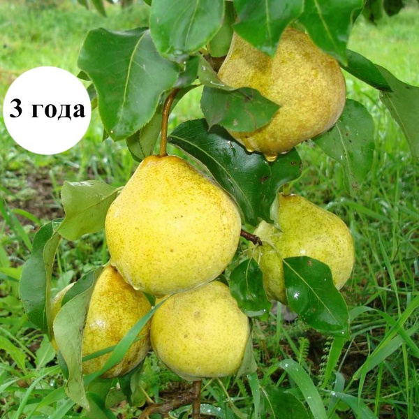 Груша Память Яковлева, 3 года, саженец 1 шт - купить с доставкой по ...