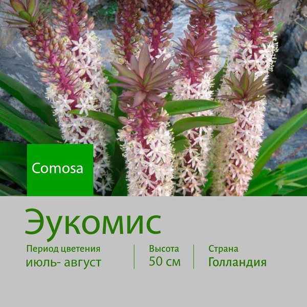 Эукомис Комоса (Comosa) луковицы 1 шт СОТКА купить на OZON по низкой ...