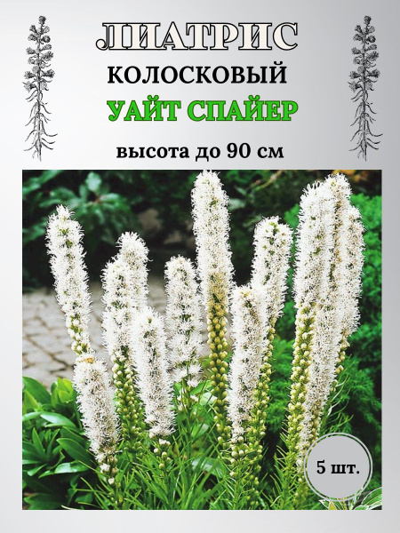 Луковицы Лиатрис Russian Garden купить по выгодной цене в интернет ...