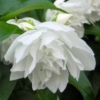 Жасмин садовый (Чубушник) Жемчуг - купить с доставкой по выгодным ценам ...