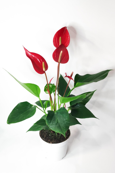 Антуриум Гринландия красный, желтый, 12 дм, 1 шт - купить по выгодной ...