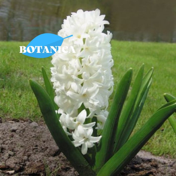 Луковицы Гиацинт BOTANICA-garden купить по выгодной цене в интернет ...