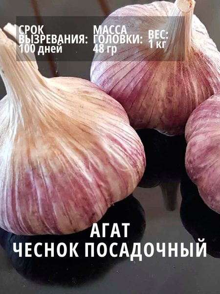 Чеснок чеснок - купить по выгодным ценам в интернет-магазине OZON ...