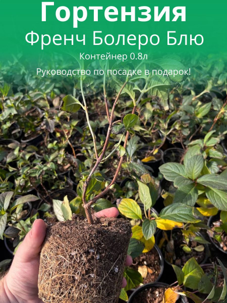 Гортензия крупнолистная Френч Болеро Блю (French Bolero Blue) контейнер ...