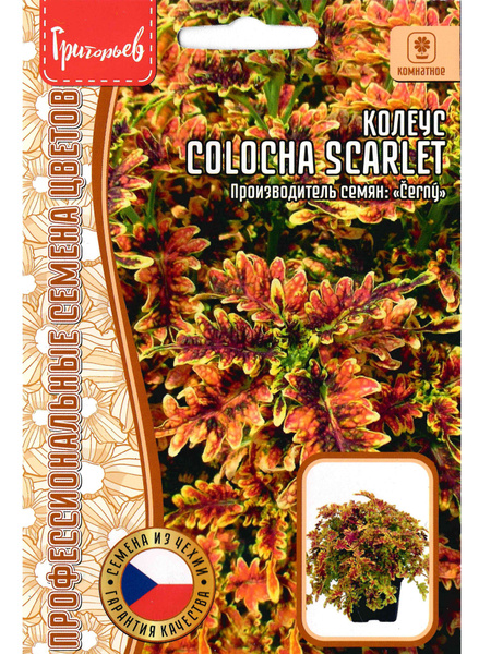 Колеус Григорьев Colocha scarlet - купить с бесплатной доставкой в OZON ...