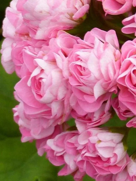 Пеларгония Australian Pink Rosebud (Swanland Pink), саженец в горшке 0 ...