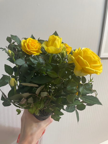 Роза Кордана цветущая h 30см купить на OZON по низкой цене (1910305819)