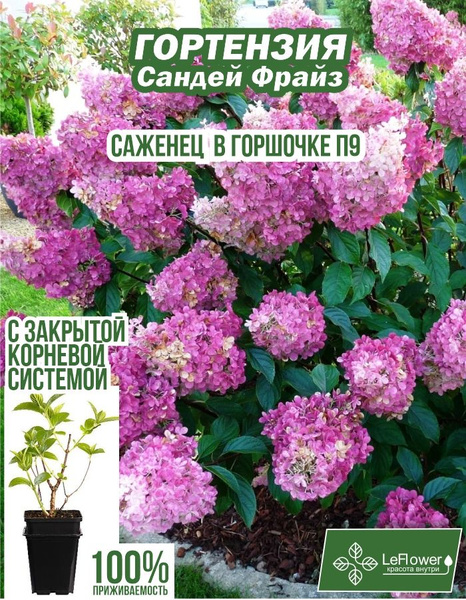 LeFlower 494952220 - купить с бесплатной доставкой в OZON (2162778343)