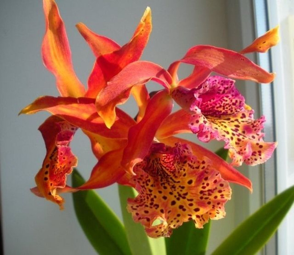 орхидея каттлея Mcv.(Smbc.) Frances Fox ароматная НЕ ЦВЕТЕТ 3.0 купить ...