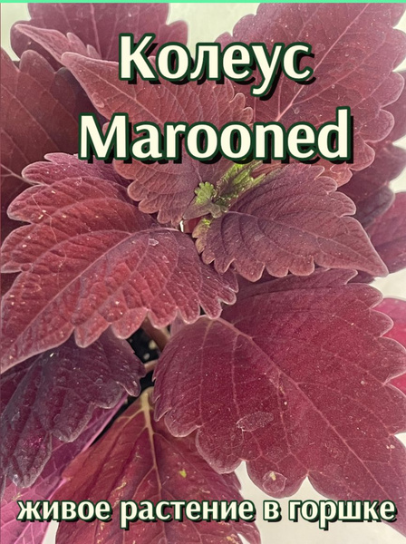 Комнатные растения Колеус Marooned, 1 шт - купить по выгодной цене в ...