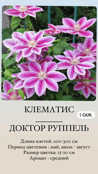 Клематис, Клематисы Клематис1_ДокторРуппель - купить по выгодным ценам ...