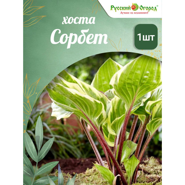 Хоста Сорбет - купить с доставкой по выгодным ценам в интернет-магазине ...
