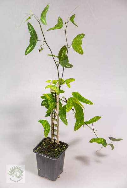 Passiflora Colinvauxii (пассифлора колинваукси) - купить с доставкой по ...