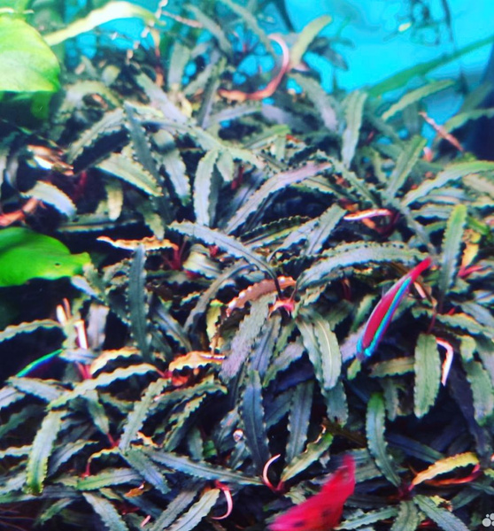 Буцефаландра Годзилла (Bucephalandra sp. Godzilla ) - купить с ...